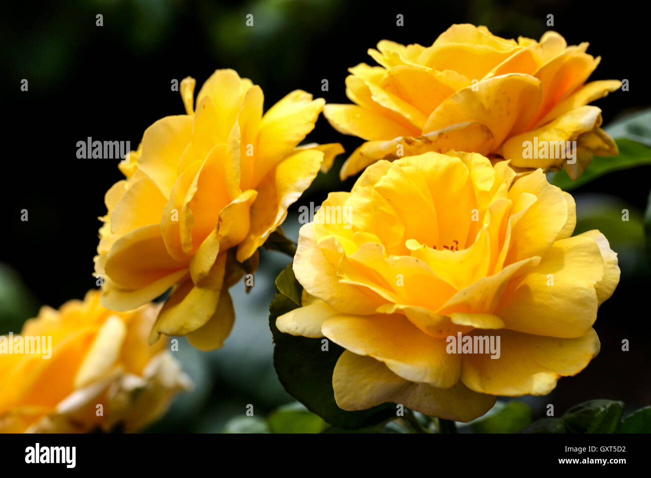 Cespuglio di rose gialle immagini e fotografie stock ad alta ...