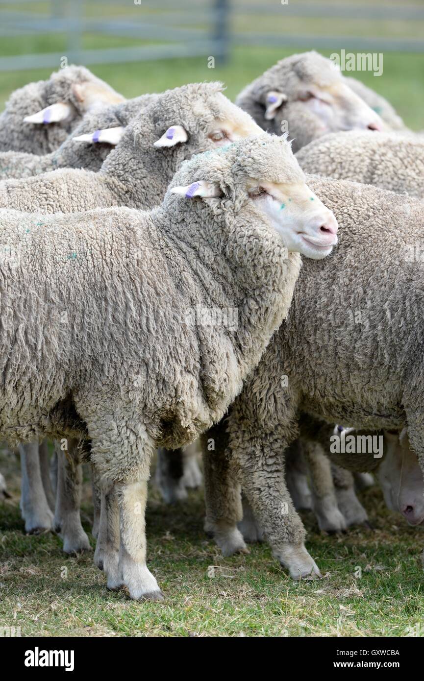 Pecore marroni olandesi immagini e fotografie stock ad alta risoluzione ...