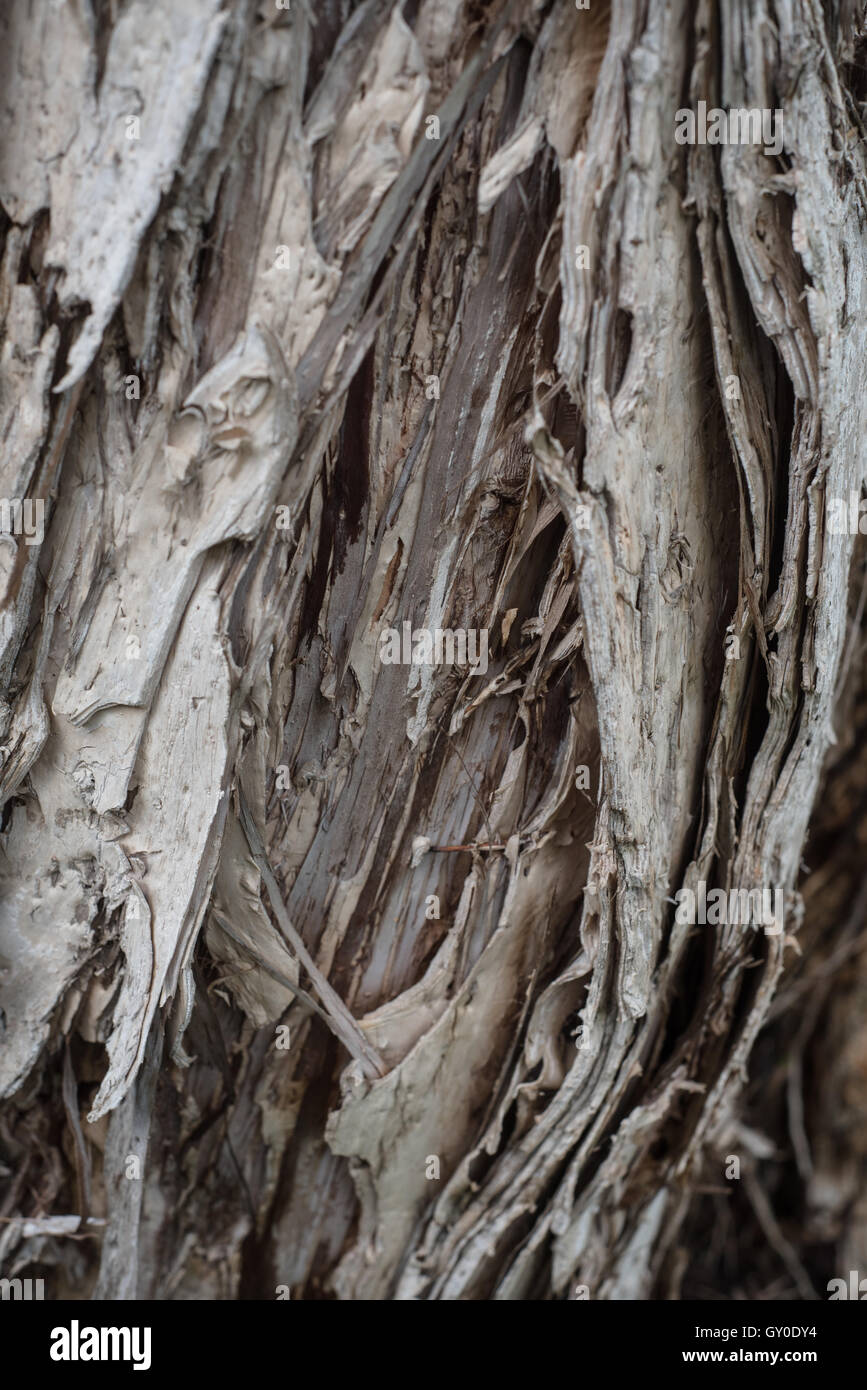 Albero di corteccia di carta immagini e fotografie stock ad alta ...