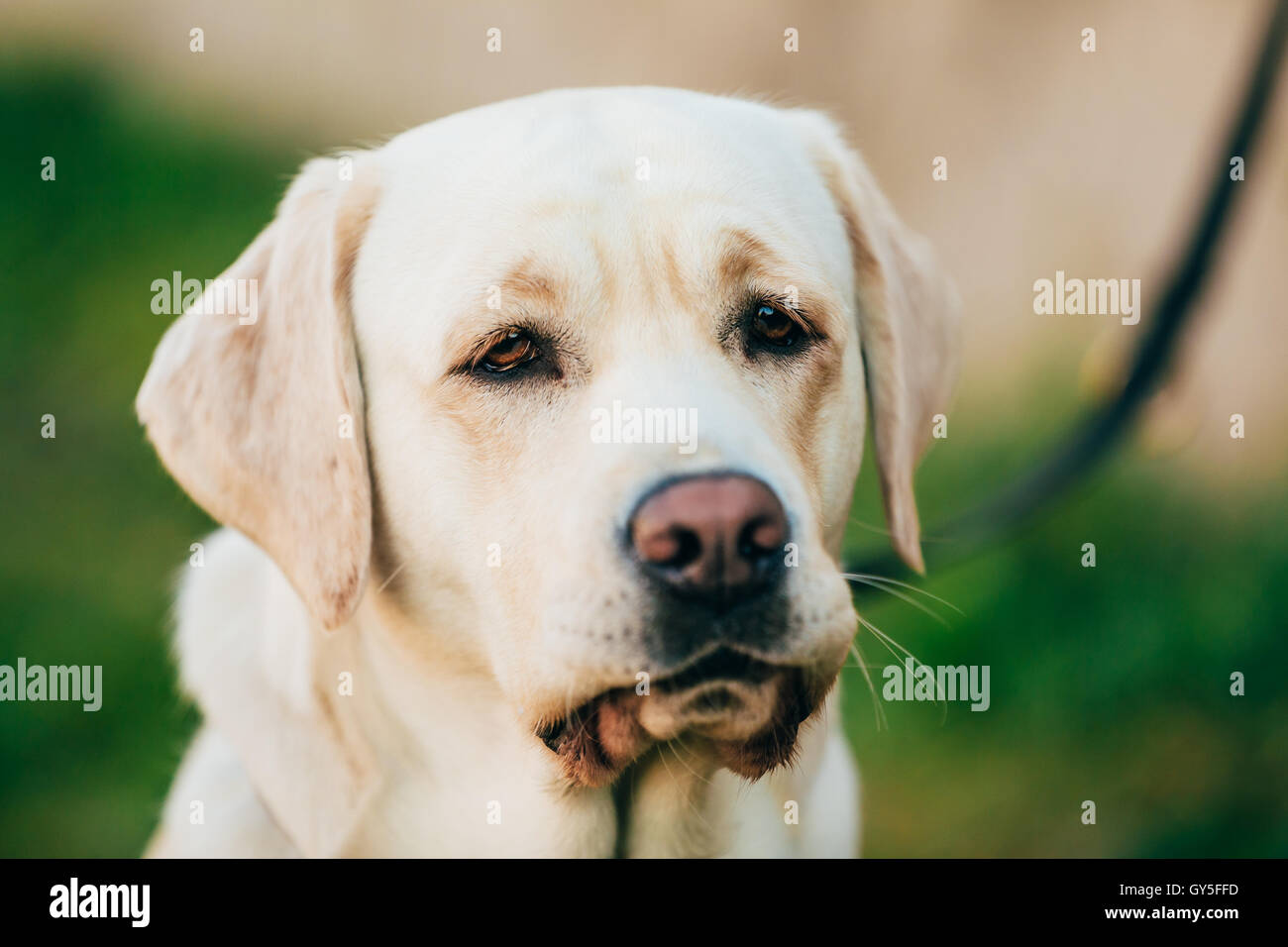 Sad labrador immagini e fotografie stock ad alta risoluzione - Alamy