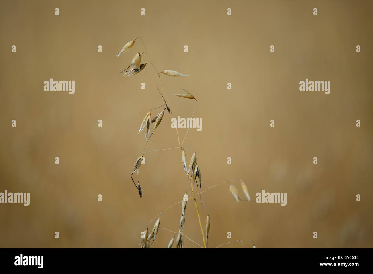 Avena selvatica immagini e fotografie stock ad alta risoluzione - Alamy