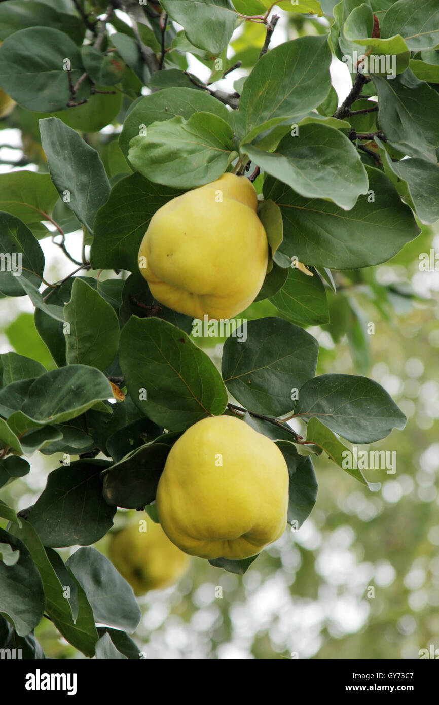 Come mela cotogna immagini e fotografie stock ad alta risoluzione - Alamy