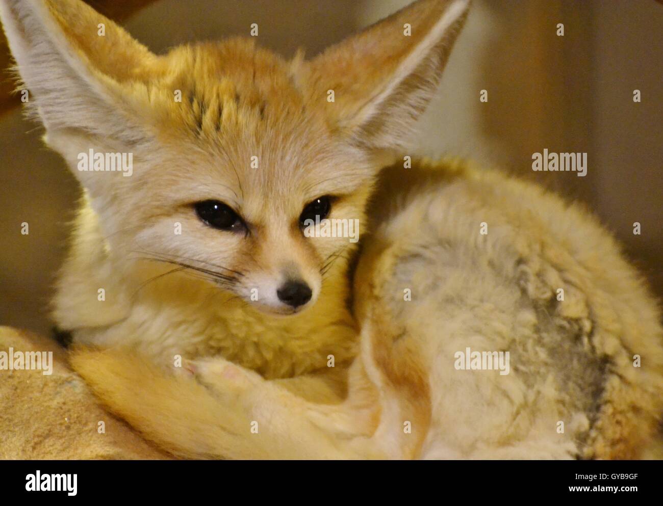 Volpe del deserto del sahara immagini e fotografie stock ad alta ...