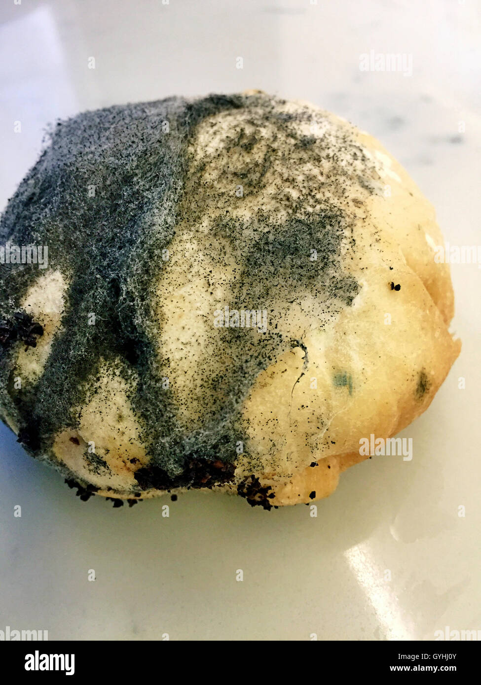 Muffa del pane nero immagini e fotografie stock ad alta risoluzione - Alamy