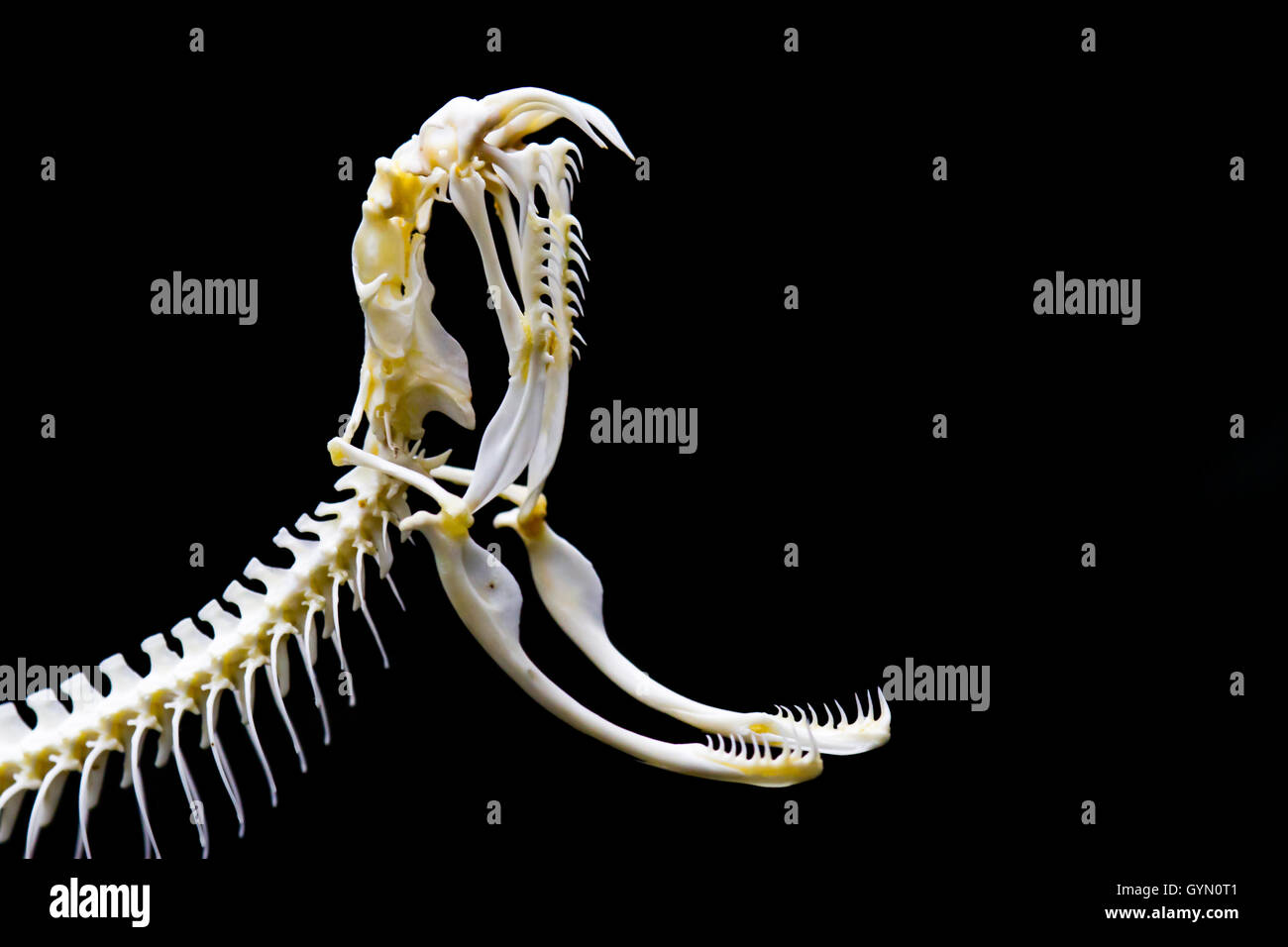 Scheletro di serpente immagini e fotografie stock ad alta risoluzione ...