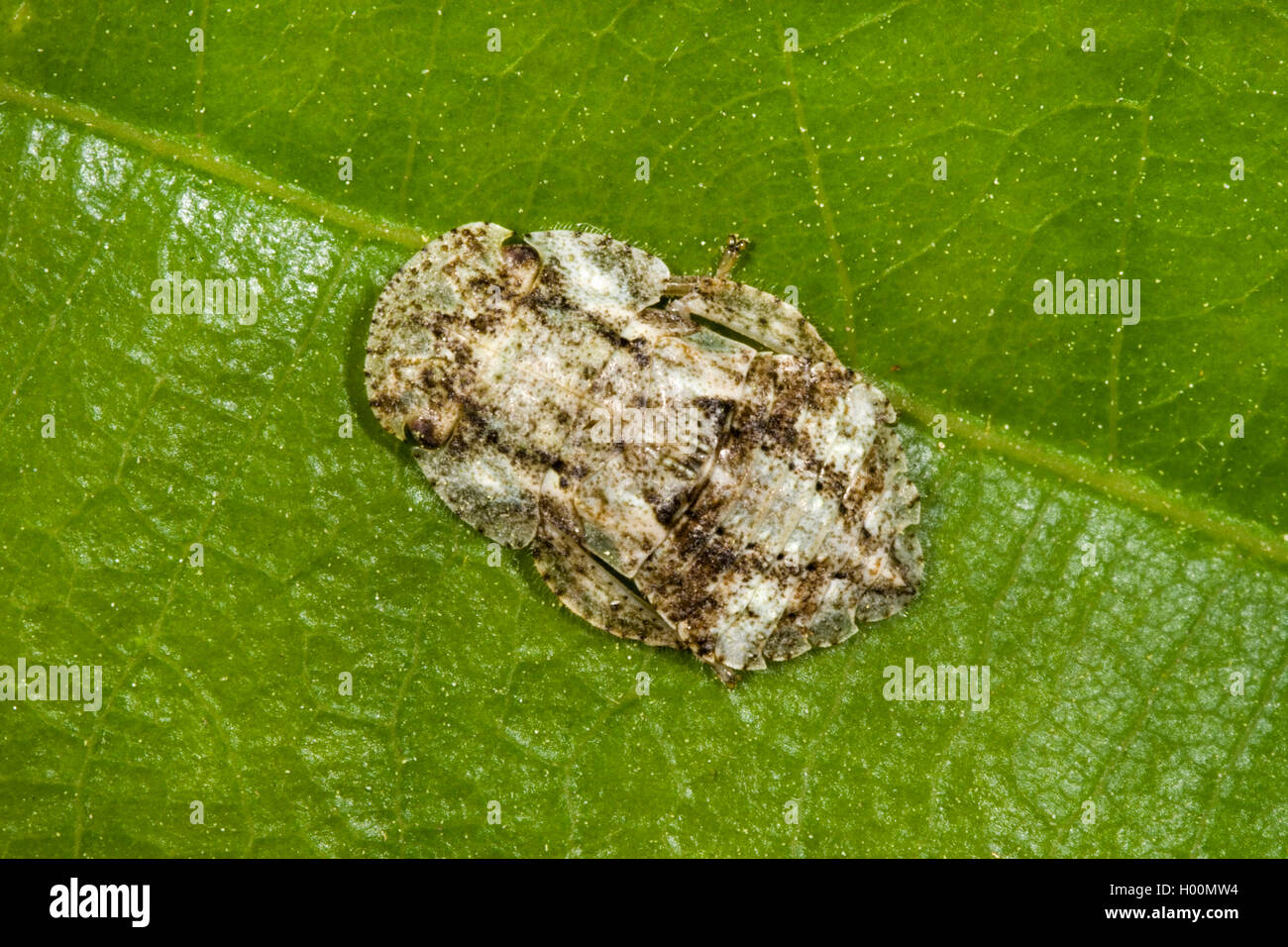 Orecchio cicala ledra aurita immagini e fotografie stock ad alta ...