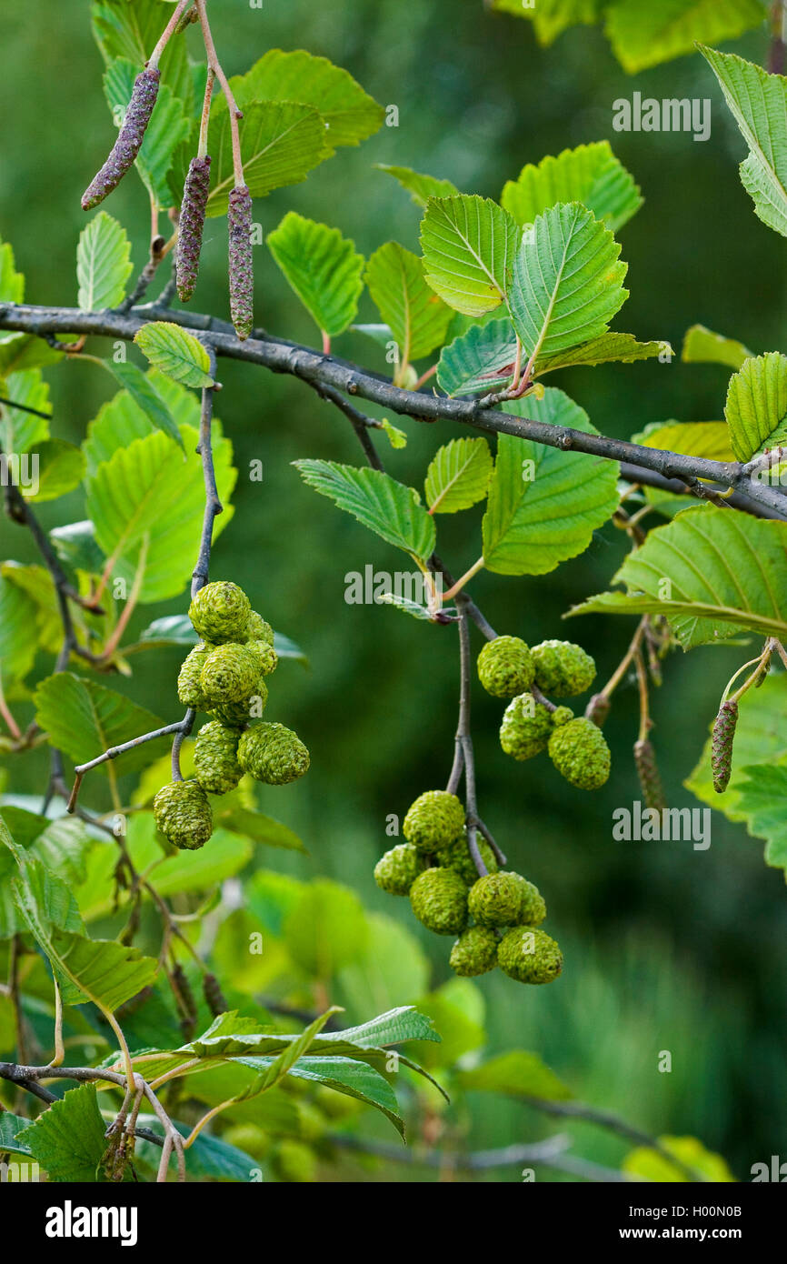 Alder alnus incana tree branch immagini e fotografie stock ad alta ...