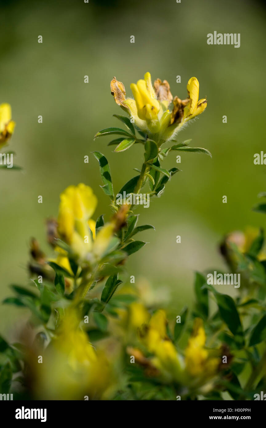 Dwarf broom immagini e fotografie stock ad alta risoluzione - Alamy
