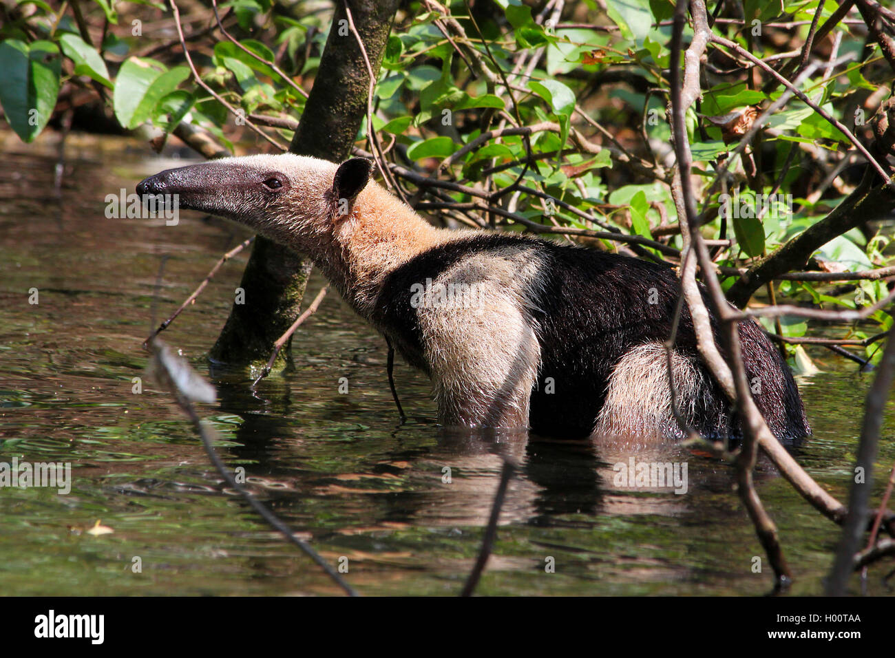 Tamandua settentrionale, piccola formica Bear (Tamandua mexicana ...