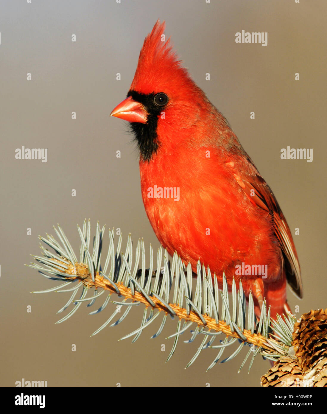 Cardinale nordamericano selvaggio immagini e fotografie stock ad alta ...