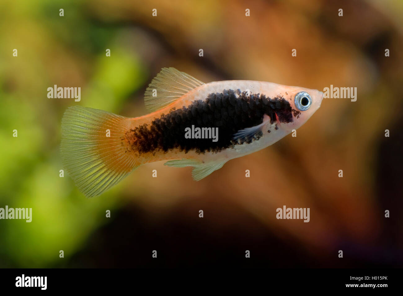 Southern platyfish xiphophorus maculatus immagini e fotografie stock ad ...