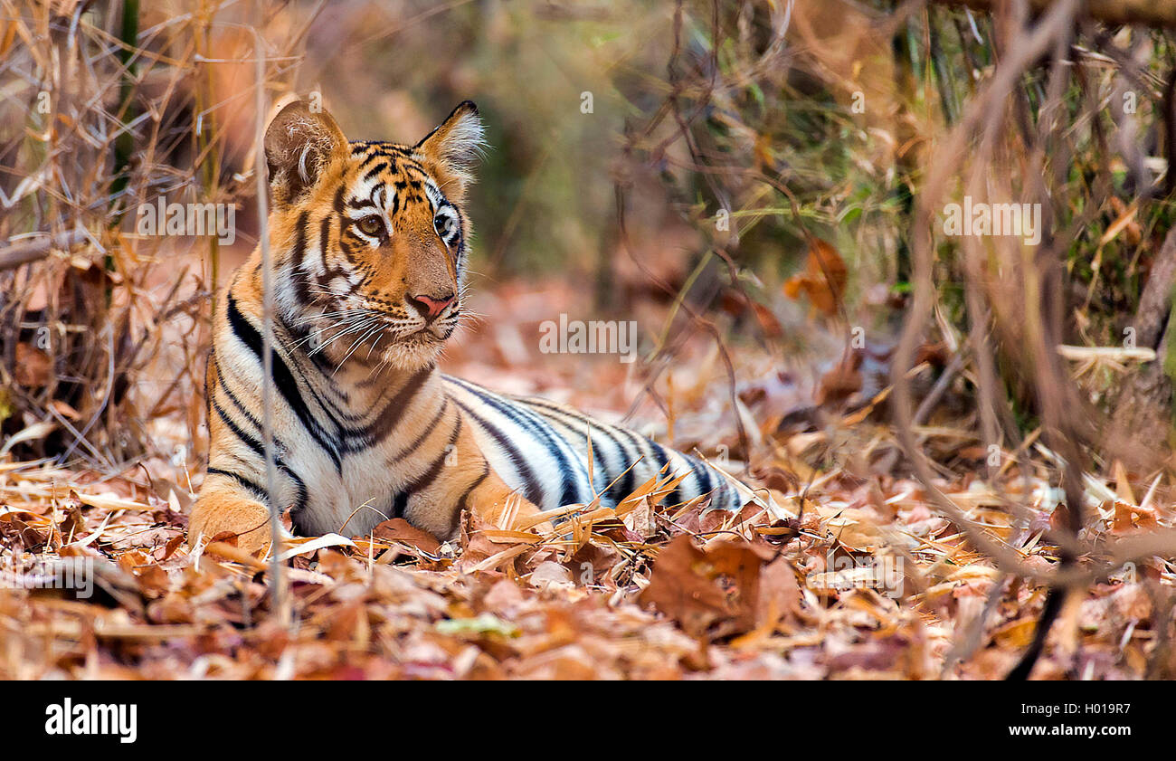 Koenigstiger, Indischer Tiger, Bengaltiger (Panthera tigris tigris ...