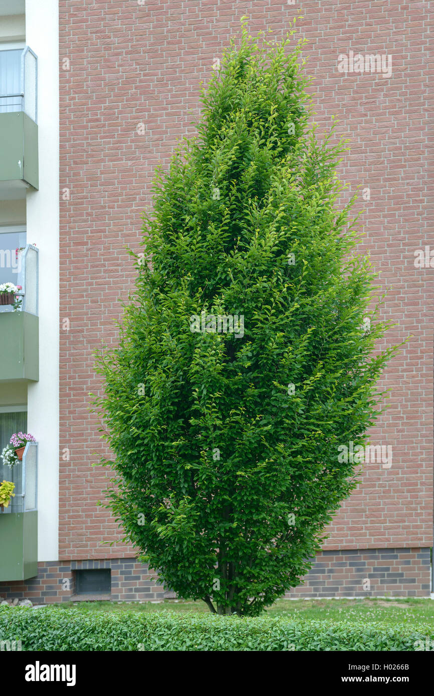 Carpino comune europeo (carpino Carpinus betulus 'Fastigiata', Carpinus ...