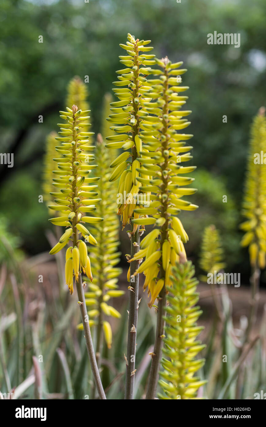 Fiore di aloe vera immagini e fotografie stock ad alta risoluzione - Alamy