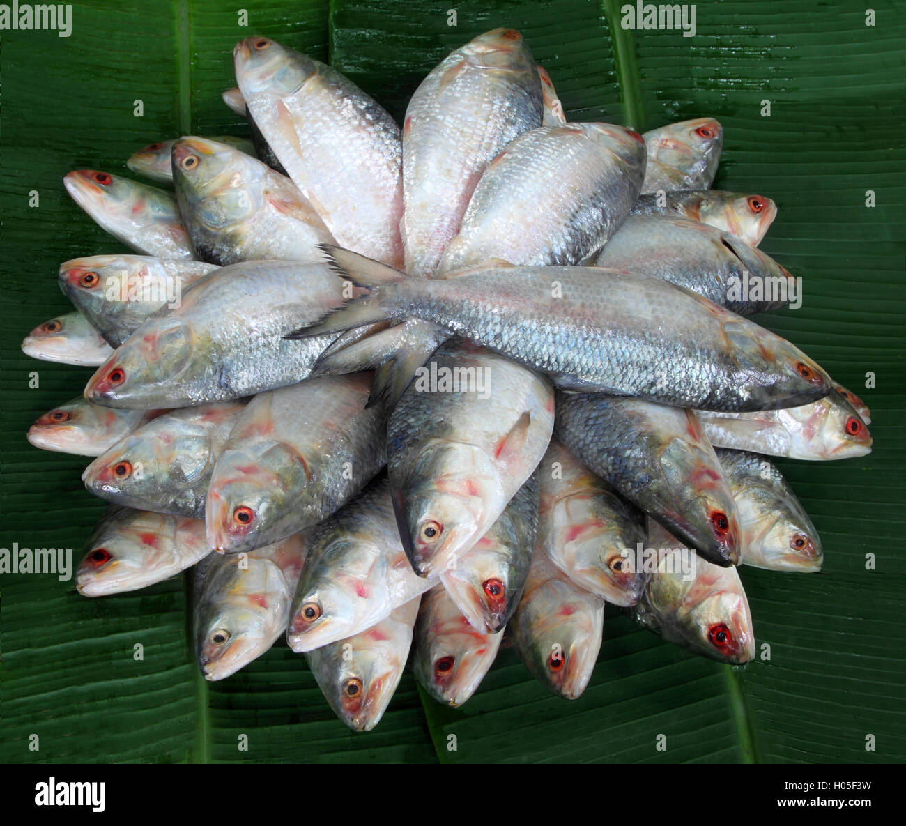 Ilish fish immagini e fotografie stock ad alta risoluzione - Alamy