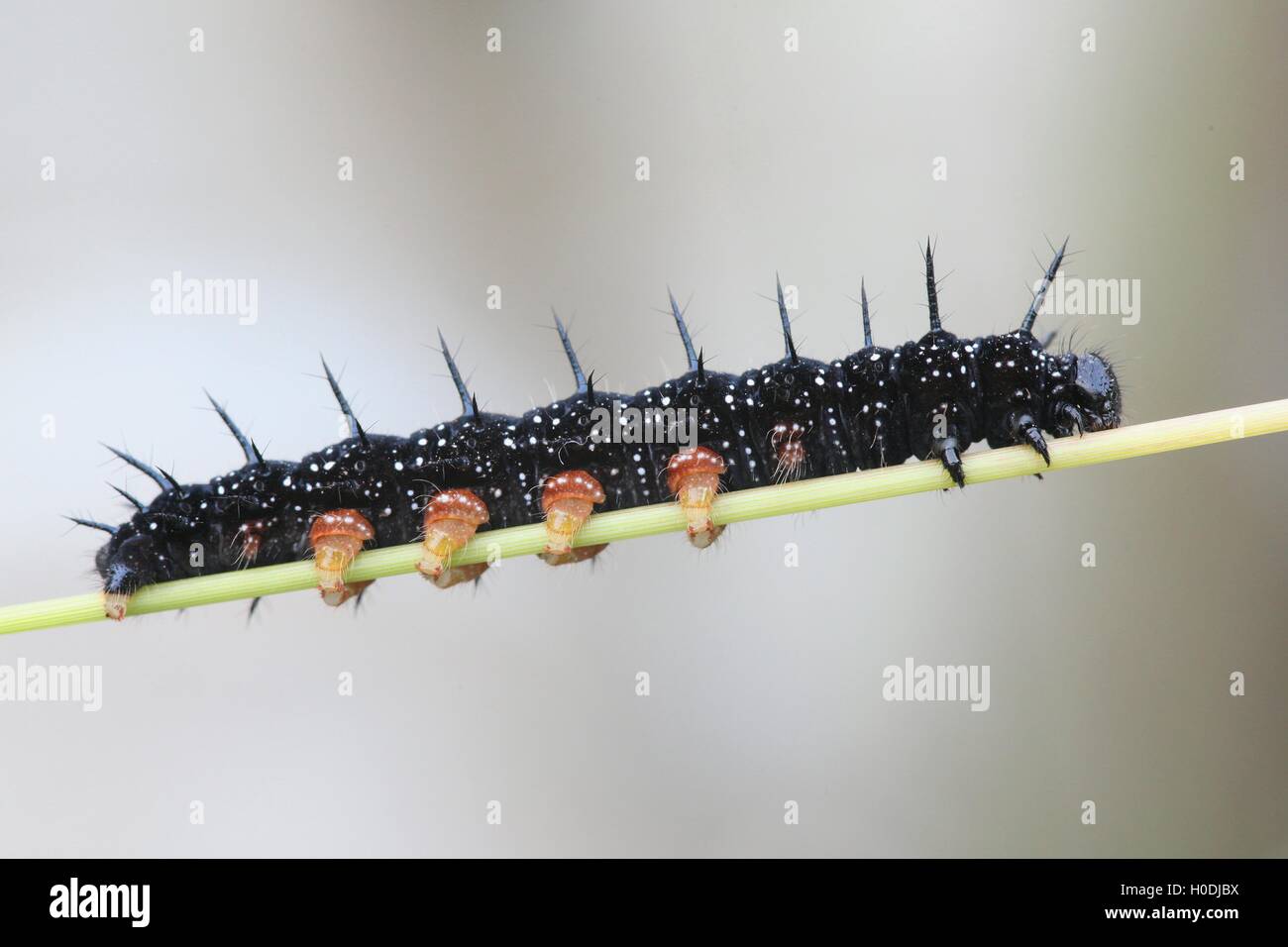 Farfalla strana immagini e fotografie stock ad alta risoluzione - Alamy