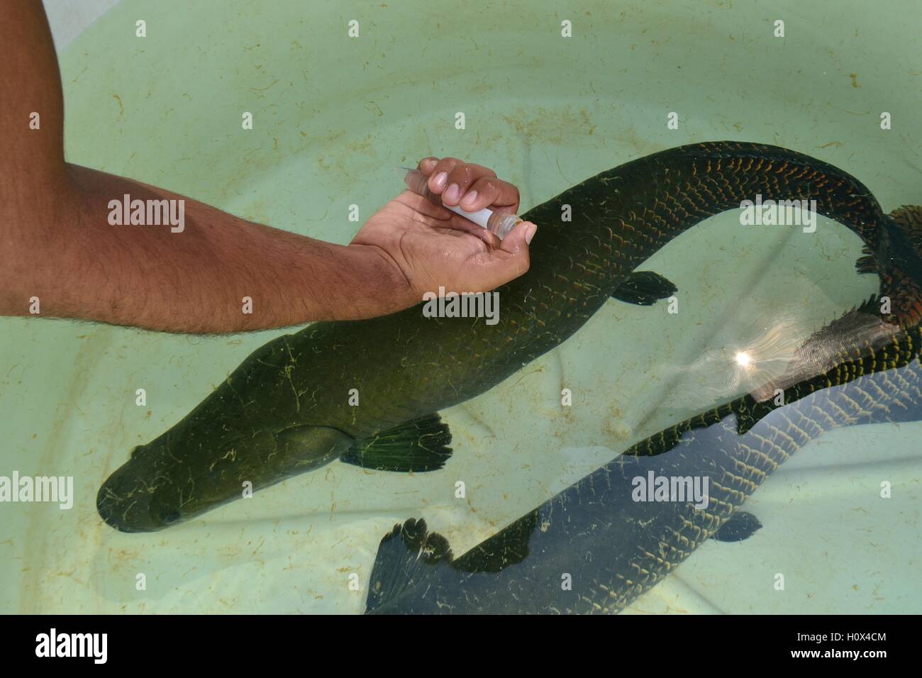 Pirarucu arapaima coltiva la campionatura delle colture di pesci di ...