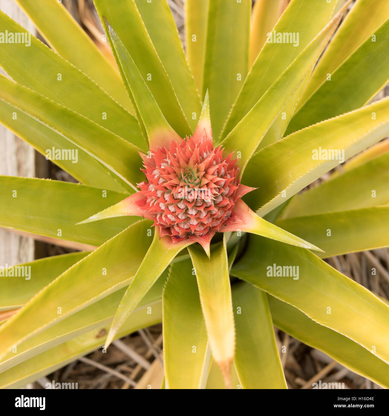 Pianta di ananas immagini e fotografie stock ad alta risoluzione - Alamy
