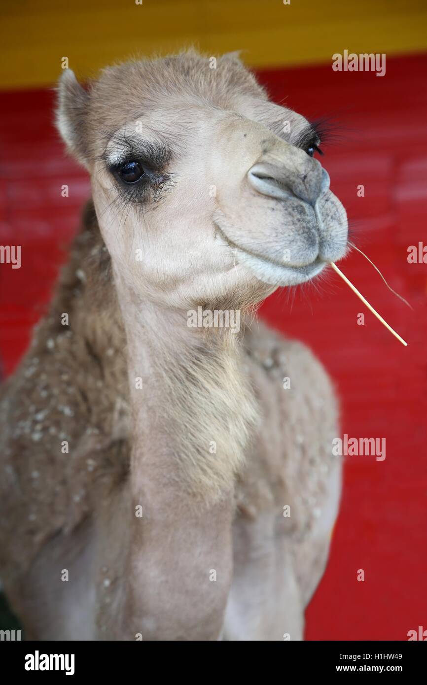 Il cammello sta sorridendo immagini e fotografie stock ad alta ...