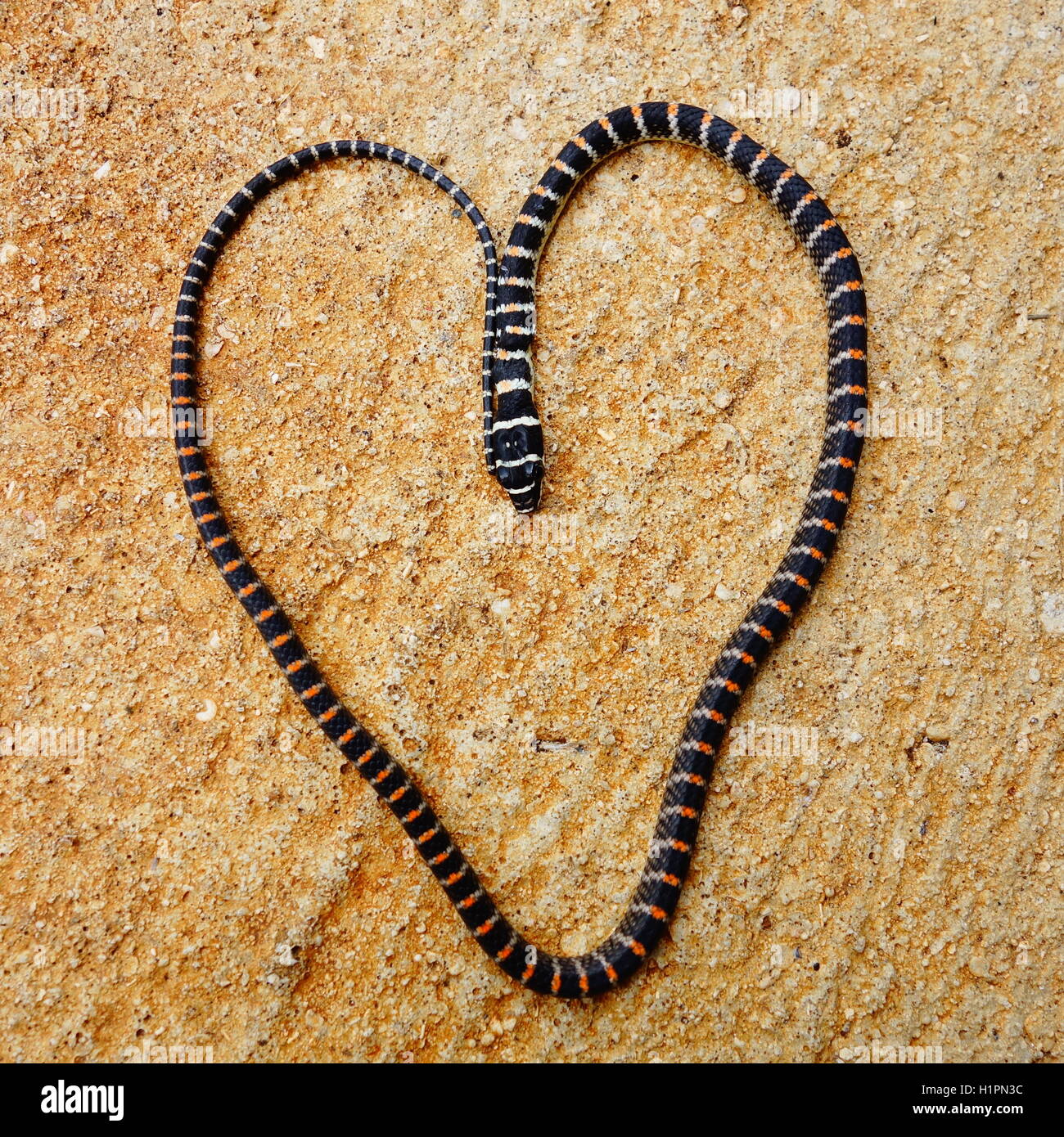 Serpente volante immagini e fotografie stock ad alta risoluzione - Alamy
