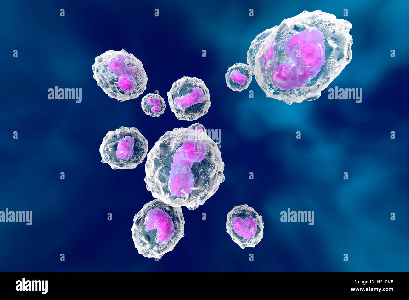 Cellule immunitarie immagini e fotografie stock ad alta risoluzione - Alamy