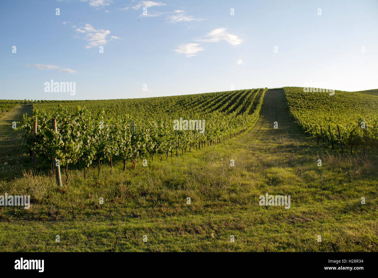 Umbria italy vigna vigneto immagini e fotografie stock ad alta ...