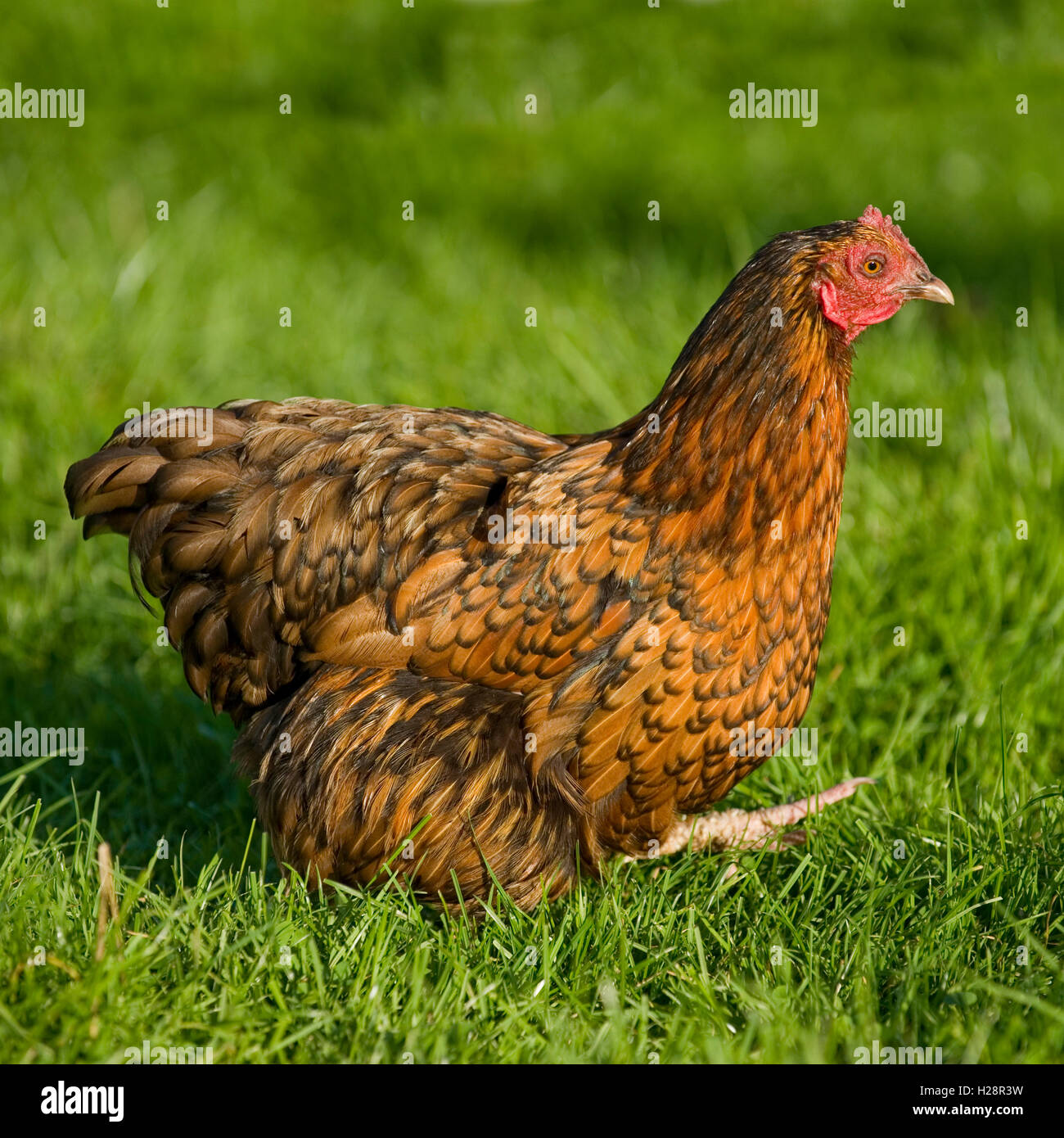 Animale Di Pollo Immagini e Fotos Stock - Alamy