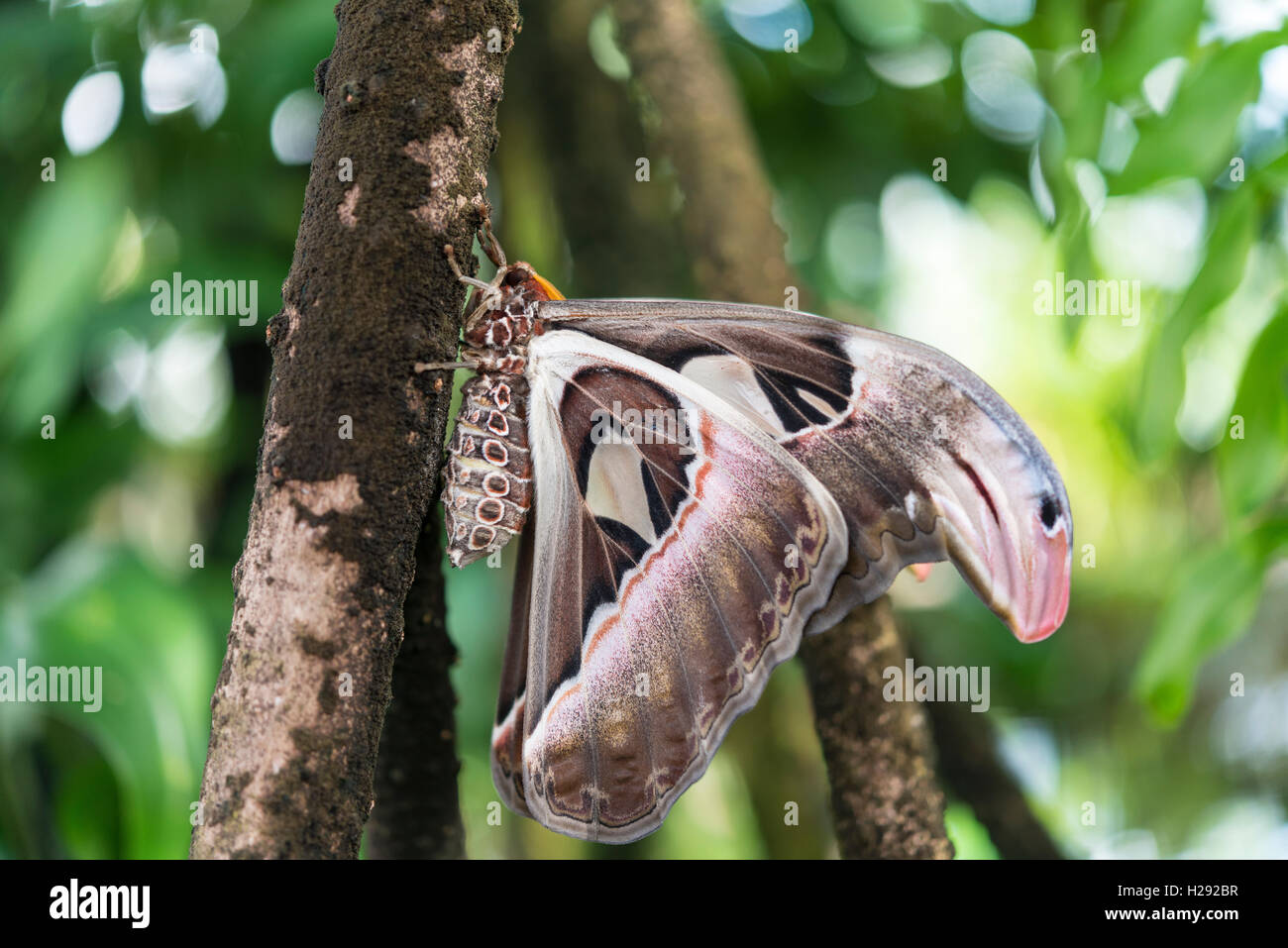 Atlas moth immagini e fotografie stock ad alta risoluzione - Alamy