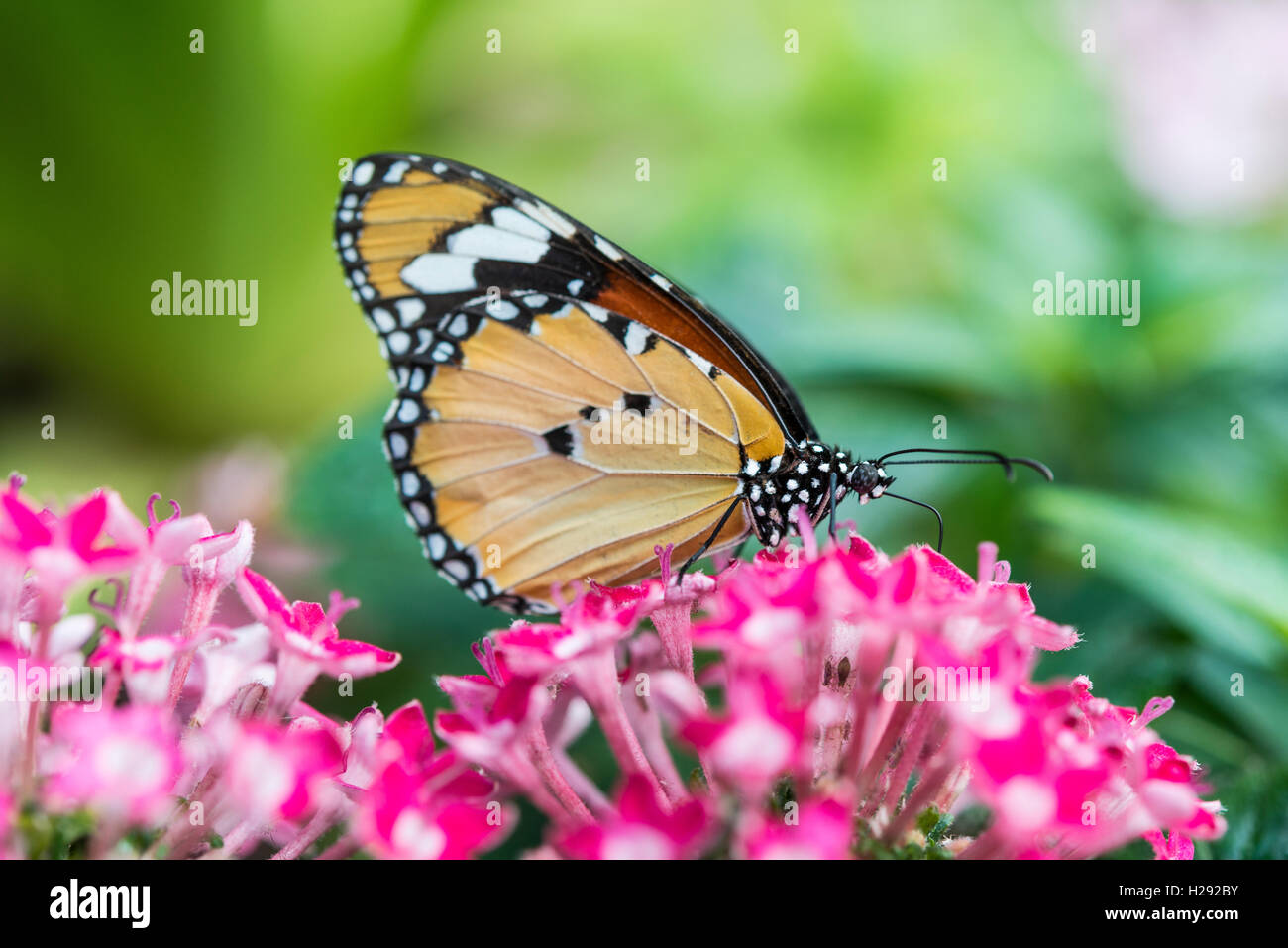 Fiore di farfalle rosa immagini e fotografie stock ad alta risoluzione ...