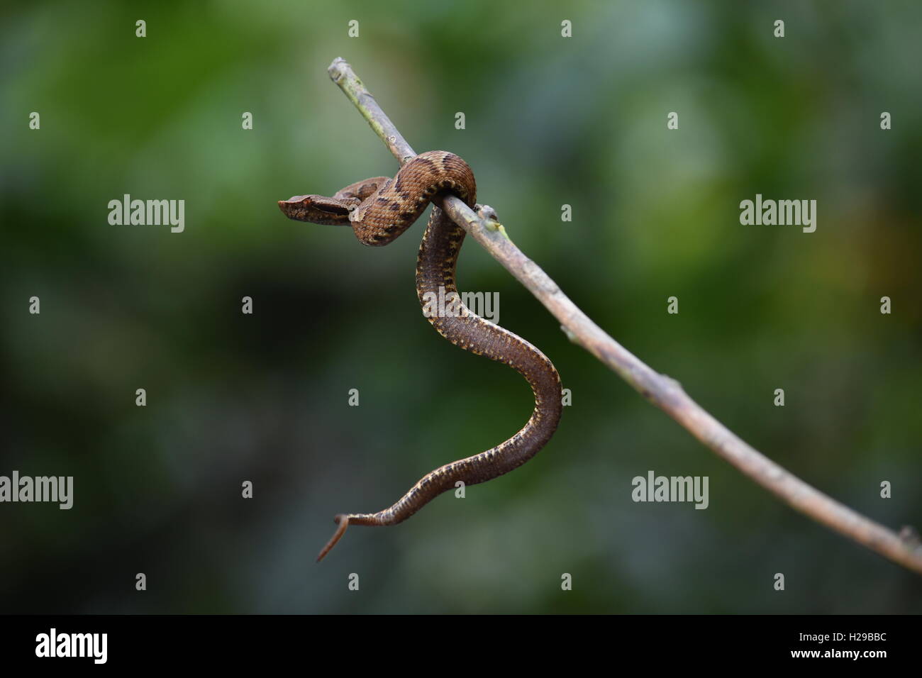 Snake, la flora e la fauna, Jungle, Rain Forest, Manu, Perù Foto stock ...