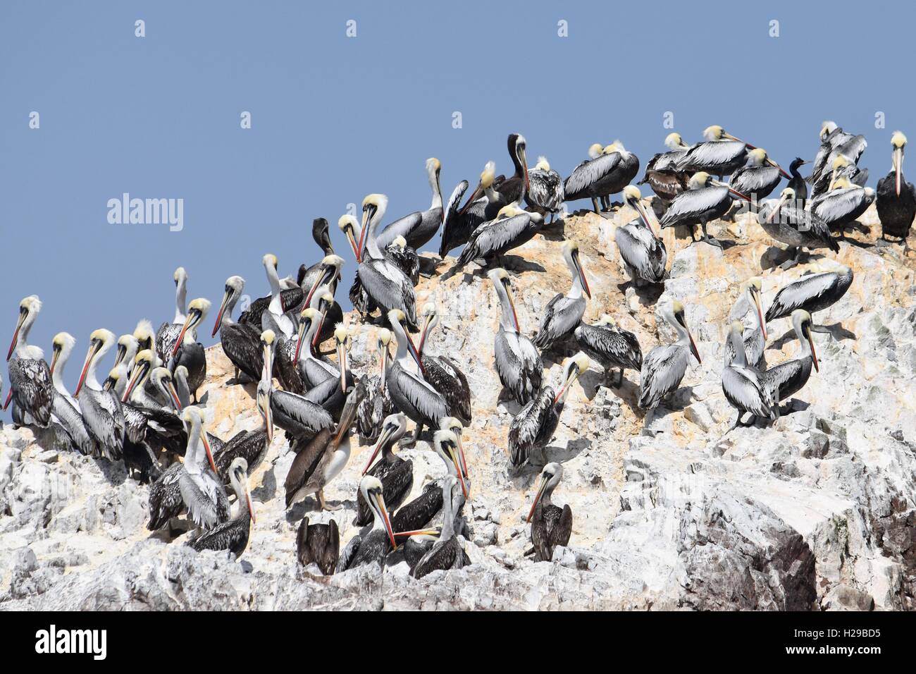 Fauna paracas immagini e fotografie stock ad alta risoluzione - Alamy