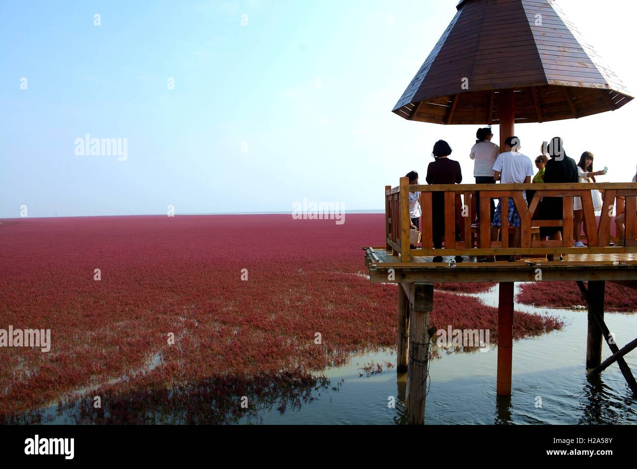 Red beach, panjin, china immagini e fotografie stock ad alta ...