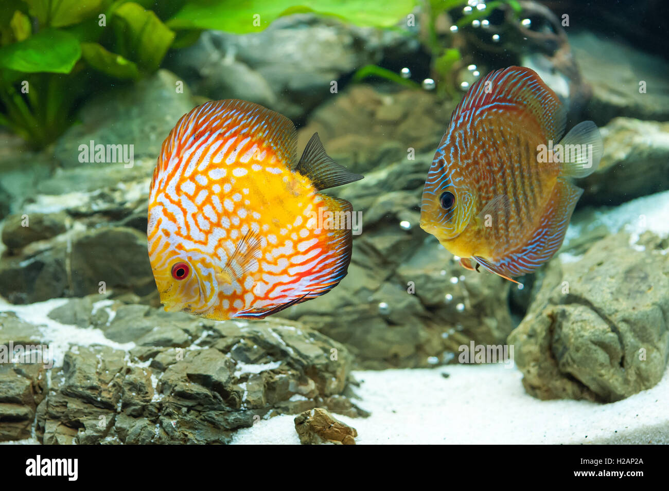 Pesci colorati di discus immagini e fotografie stock ad alta ...