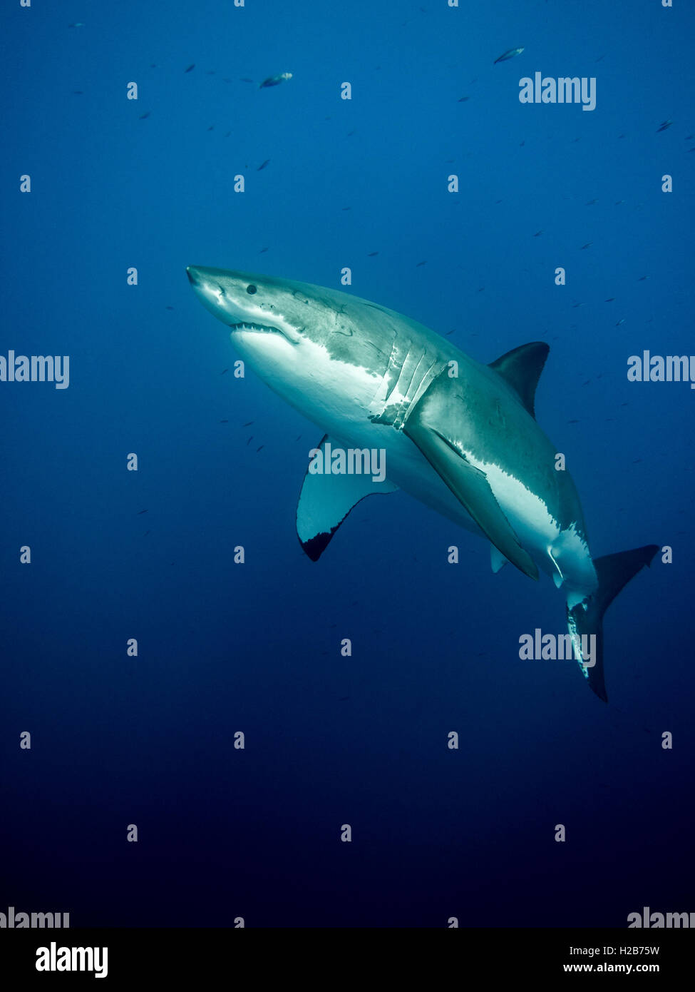 Grande squalo blu che nuota immagini e fotografie stock ad alta ...