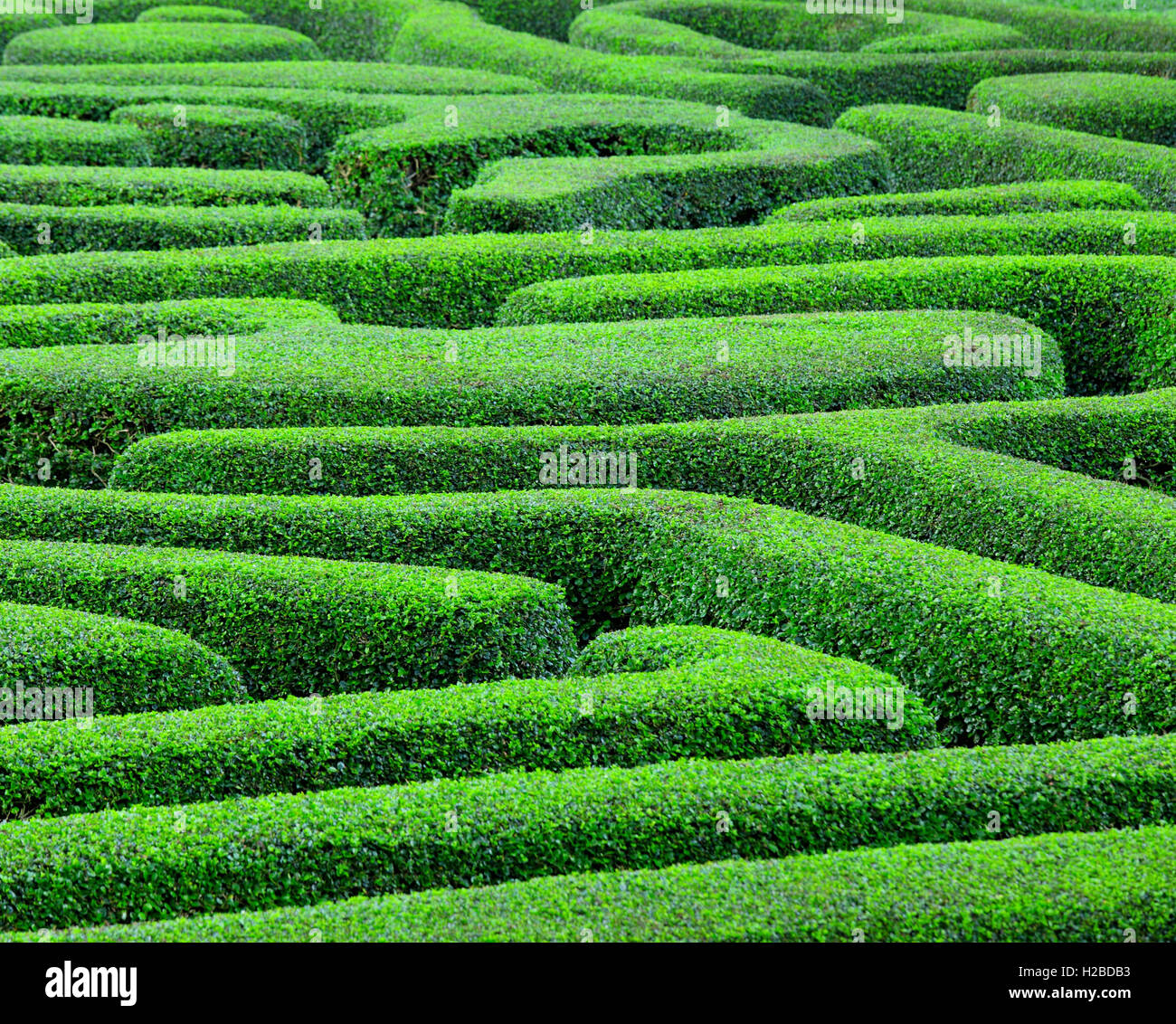 Modello labirinto verde immagini e fotografie stock ad alta risoluzione ...