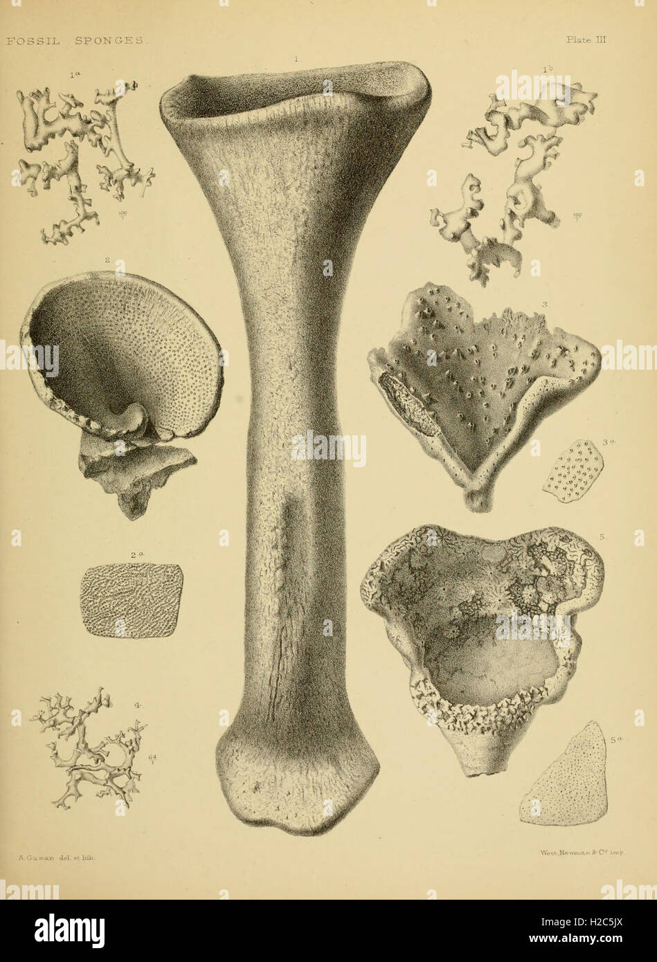 Catalogo delle spugne fossili nel reparto geologico del British Museum ...