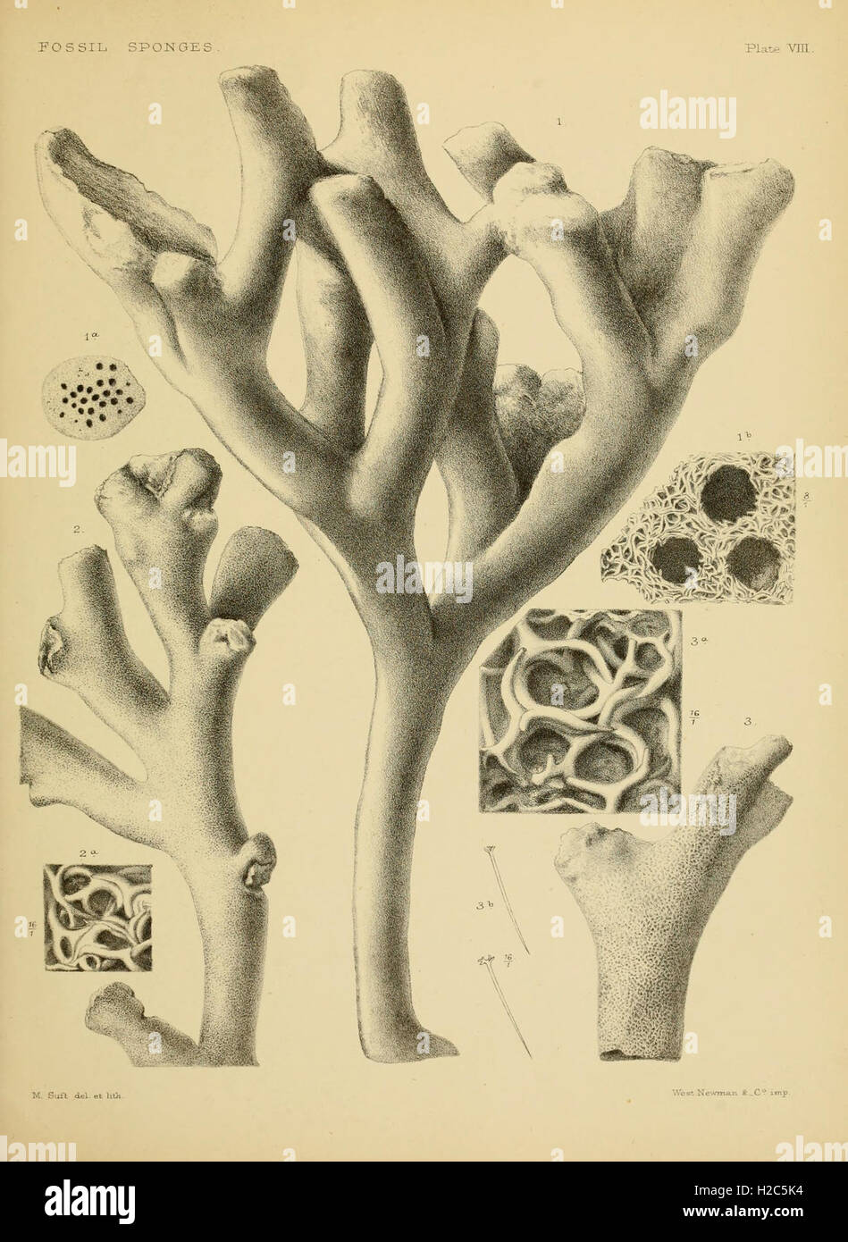 Catalogo delle spugne fossili nel reparto geologico del British Museum ...