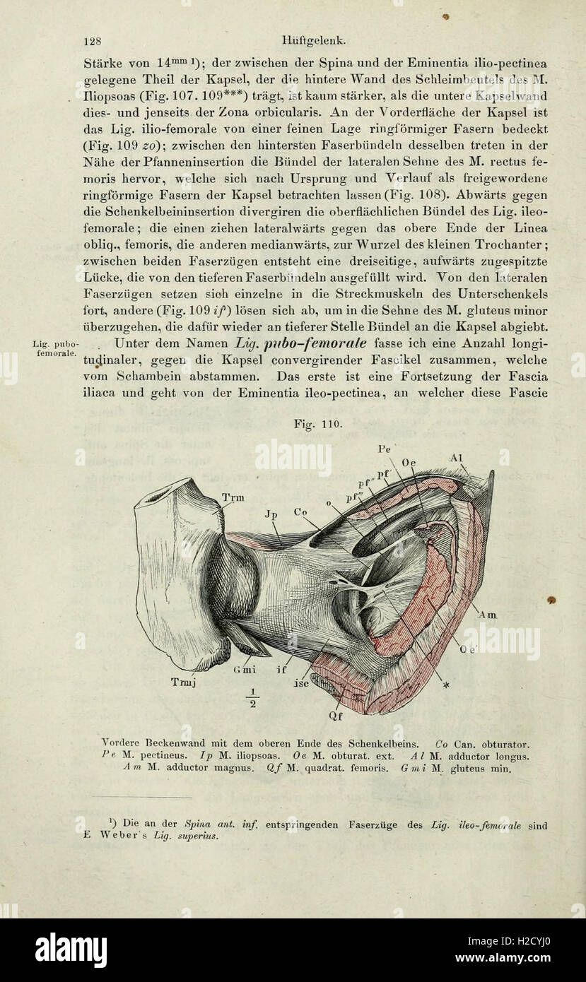 Un manuale sistematico dell'anatomia umana, che fornisce descrizioni ...