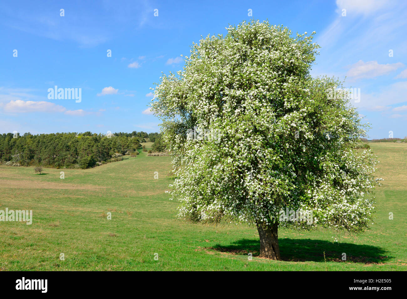 Pero selvatico (Pyrus pyraster), albero di fioritura in primavera ...