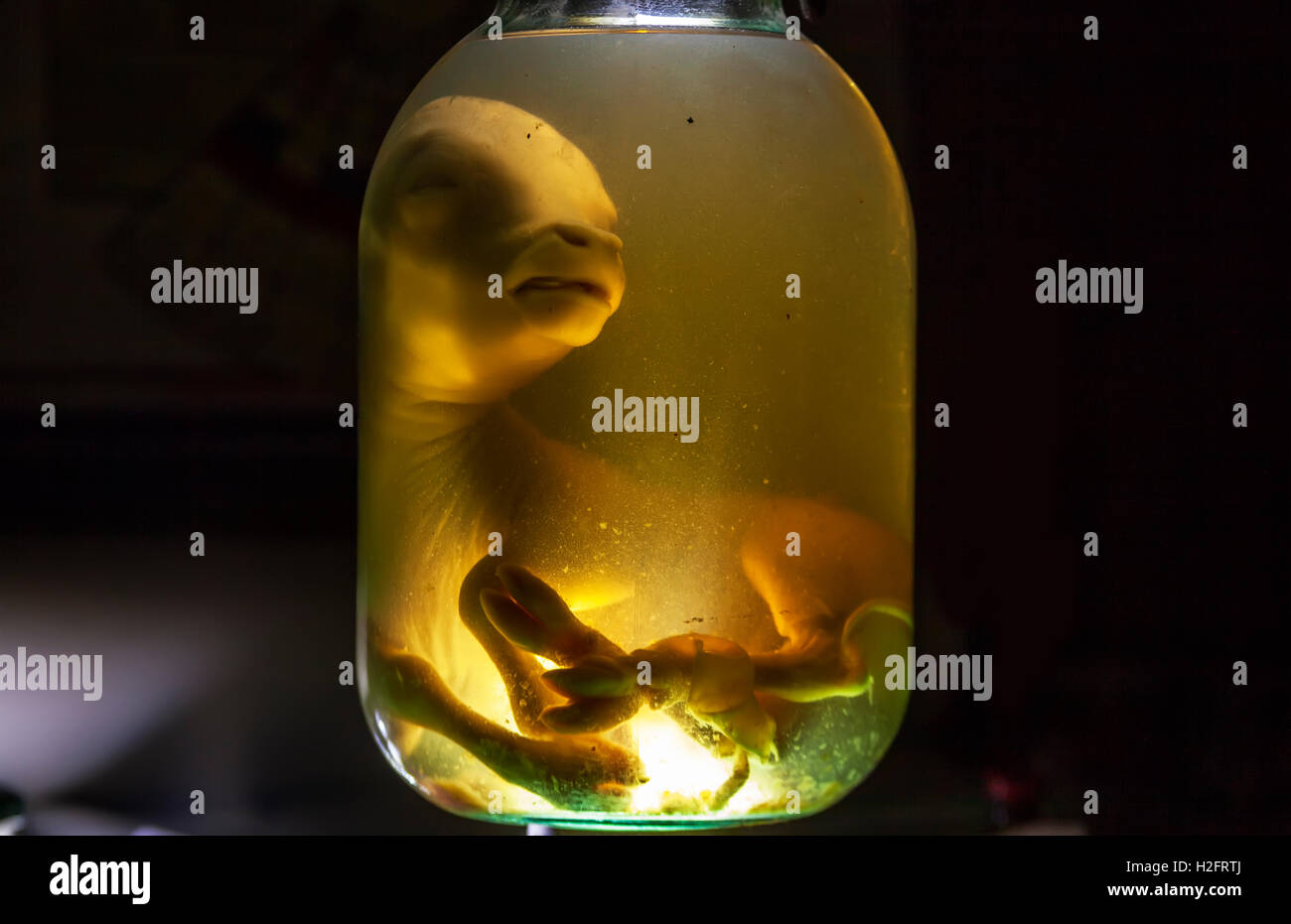 Animal embryo immagini e fotografie stock ad alta risoluzione - Alamy