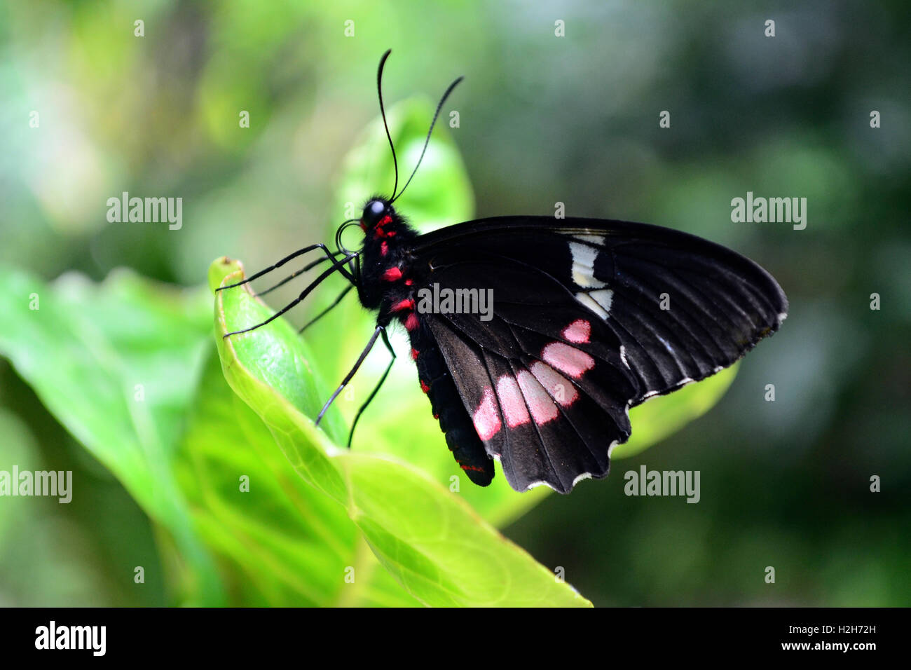 Farfalla bianca rossa nera immagini e fotografie stock ad alta risoluzione - Alamy