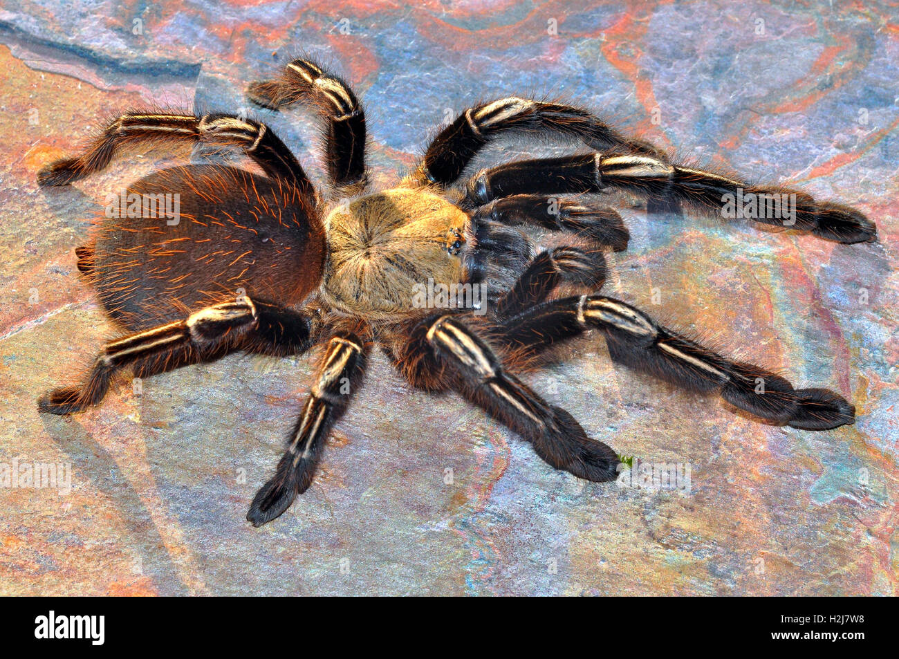 Scheletro di ragno immagini e fotografie stock ad alta risoluzione - Alamy