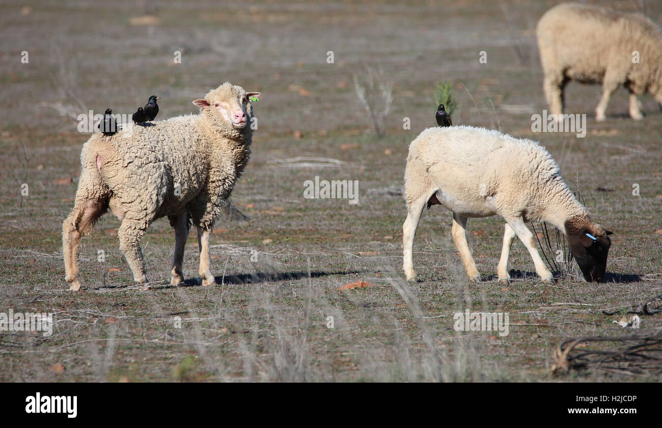 Parassiti delle pecore immagini e fotografie stock ad alta risoluzione ...