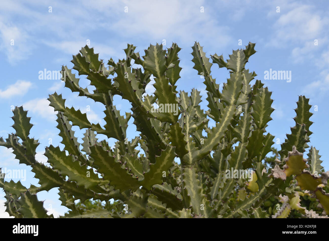 Cactus aruba immagini e fotografie stock ad alta risoluzione - Alamy