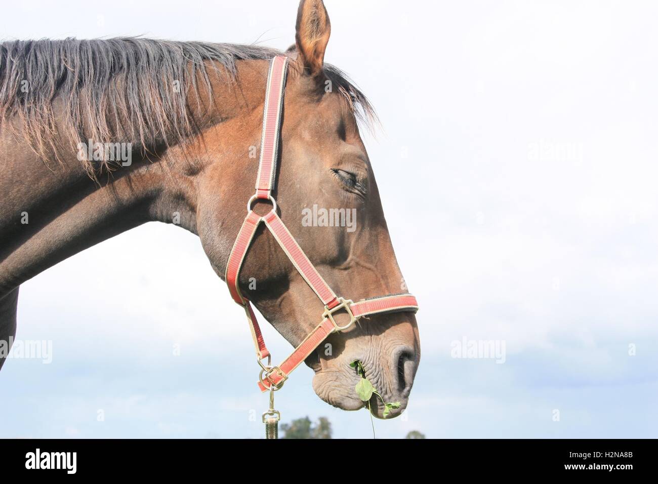 Testa di cavallo profilo immagini e fotografie stock ad alta ...