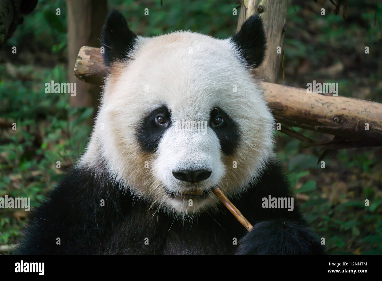 Panda gigante panda mangiare Foto stock - Alamy