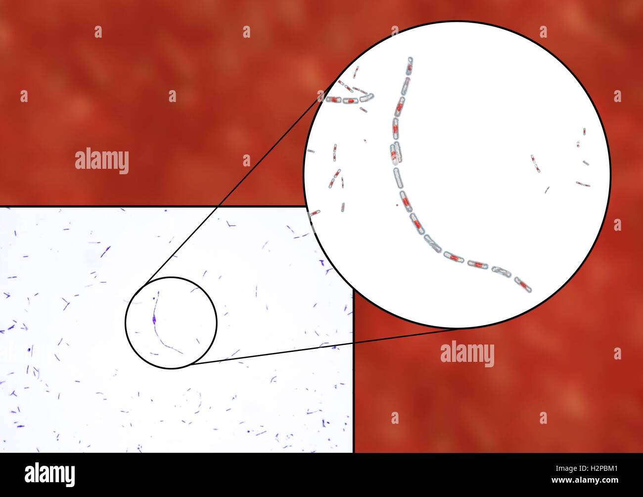 Micrografia leggera e computer immagini e fotografie stock ad alta ...