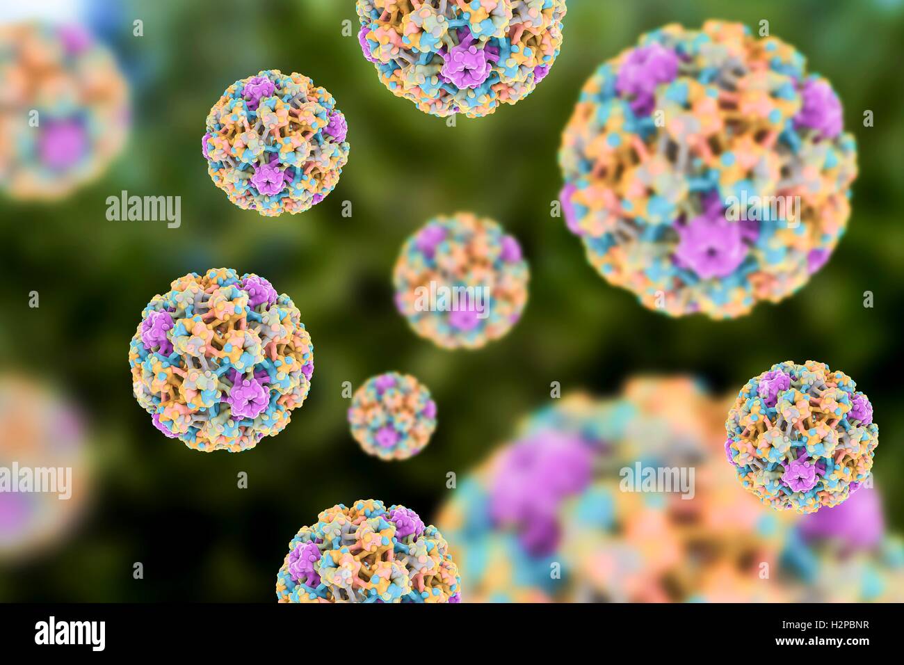 Il virus del papilloma umano (HPV), computer illustrazione. HPV provoca ...