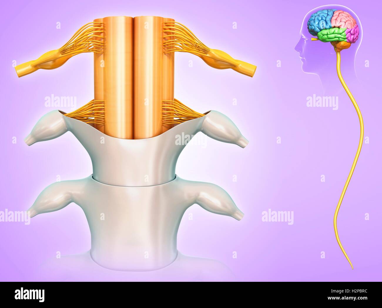 Midollo spinale anatomia immagini e fotografie stock ad alta ...