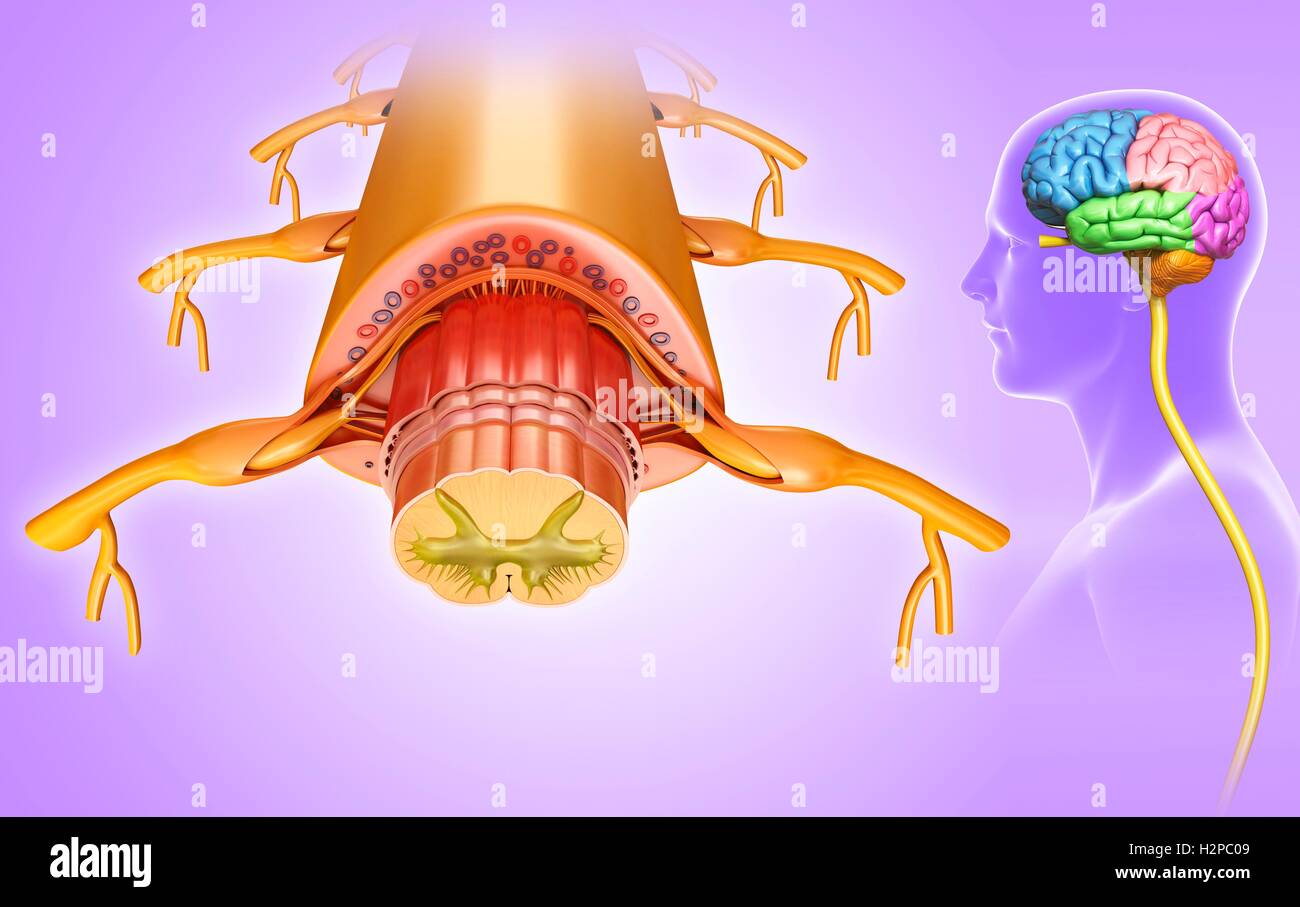 Illustrazione di un midollo spinale sezione, e le regioni del cervello ...